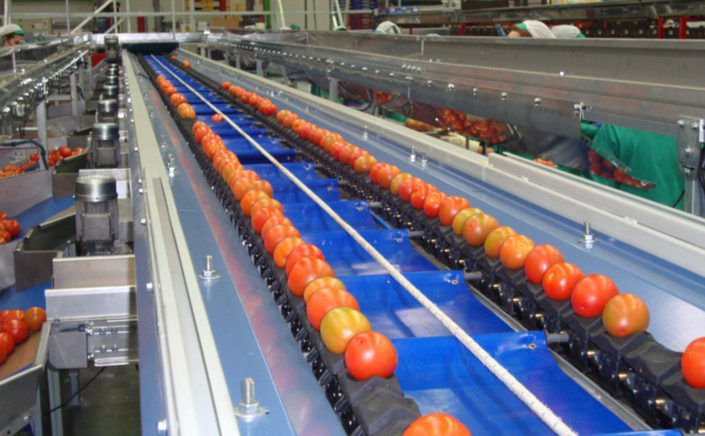 tomato grades - FruitTek.com